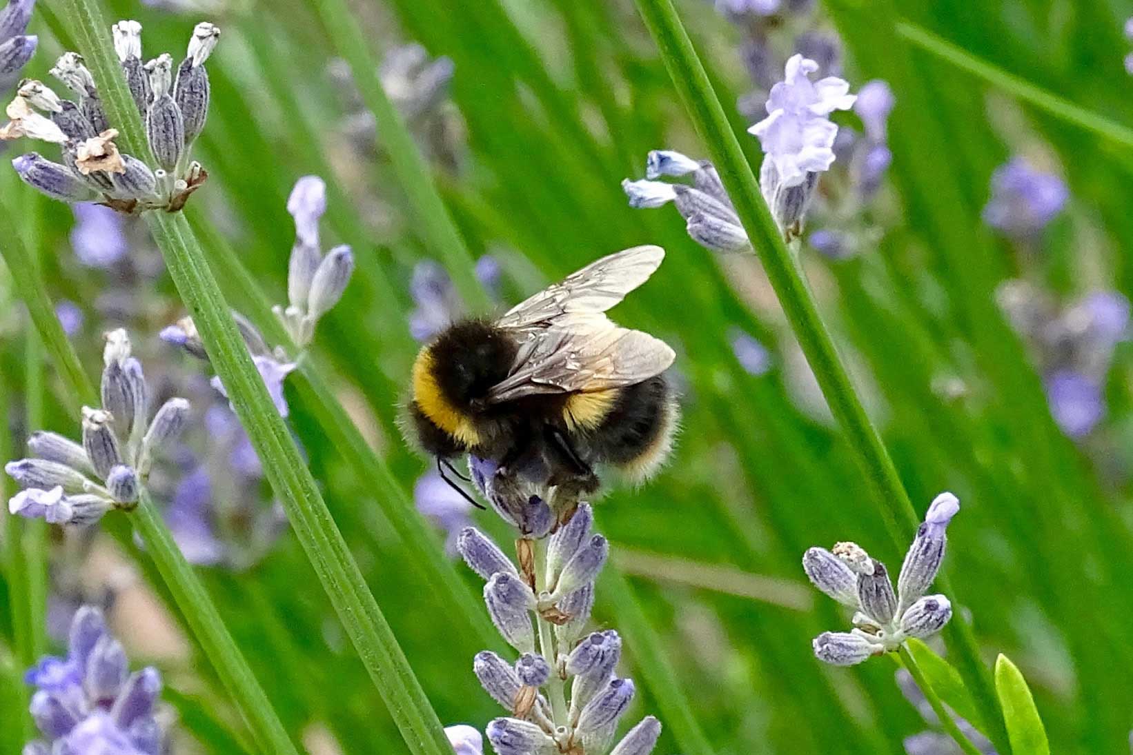 Flùr Garden Design | East Lothian garden designer